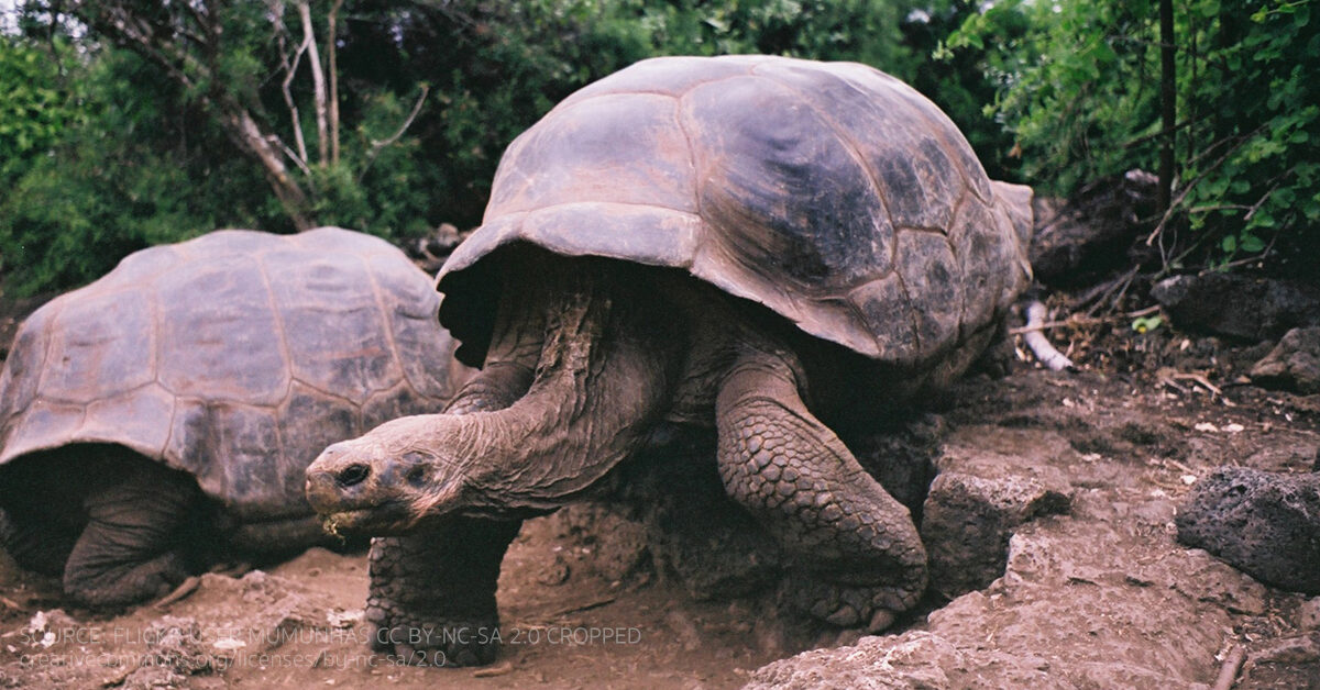 The Encantadas: Two Sides to a Tortoise | Libertarianism.org