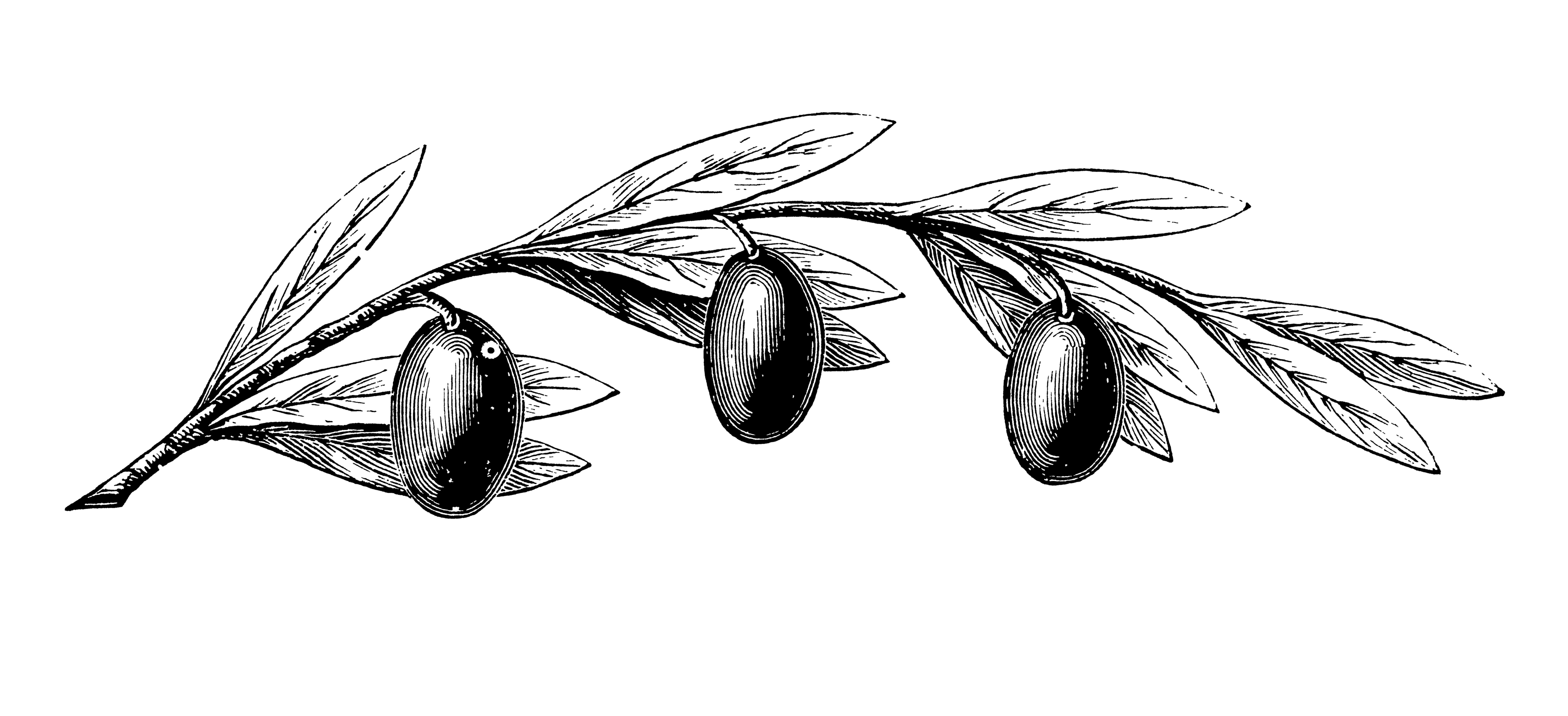 Liberty Chimes: An Olive Branch to the Dorrites | Libertarianism.org