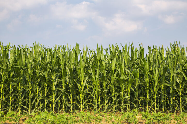 How the Repeal of the Corn Laws Toppled Mercantilism | Libertarianism.org