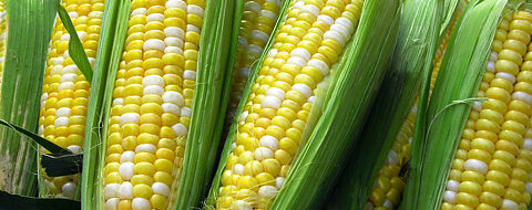 Libertarianism.org | Exploring the theory and history of liberty